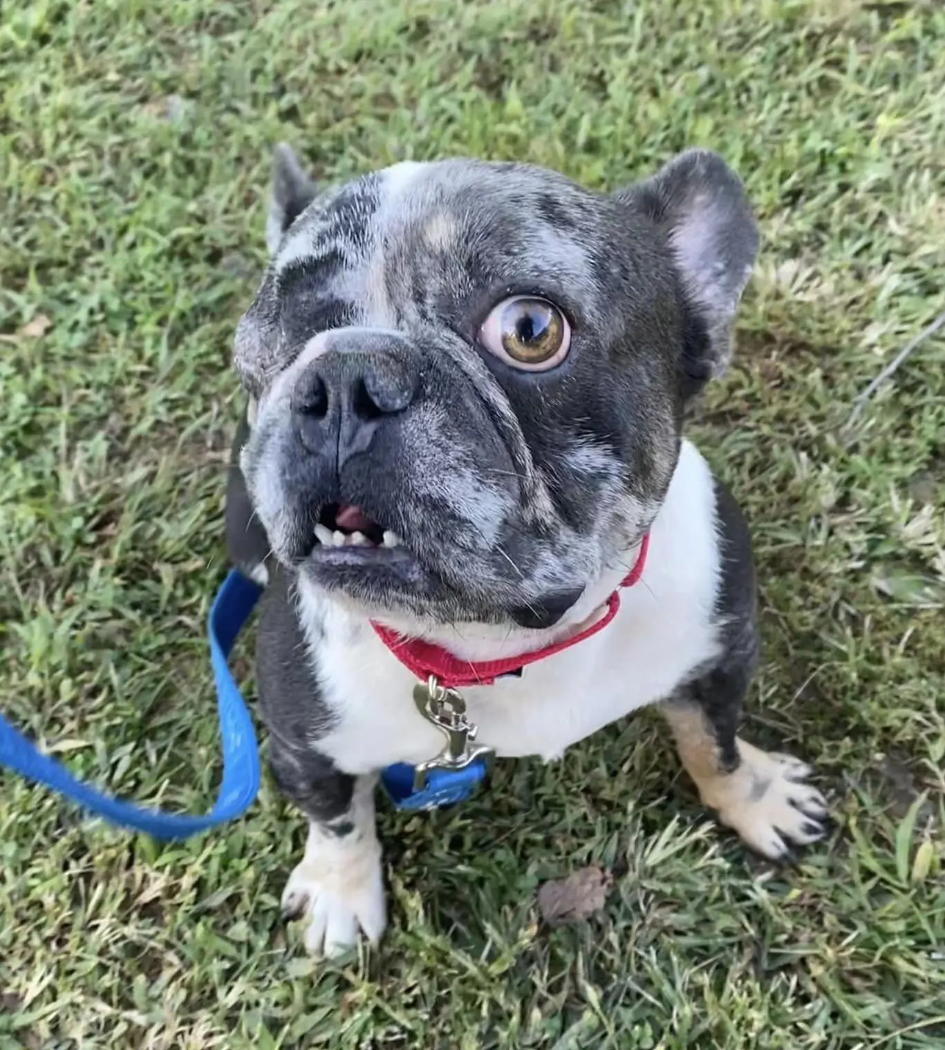 Bulletproof Bubba - Friends of the Fairfax County Animal Shelter