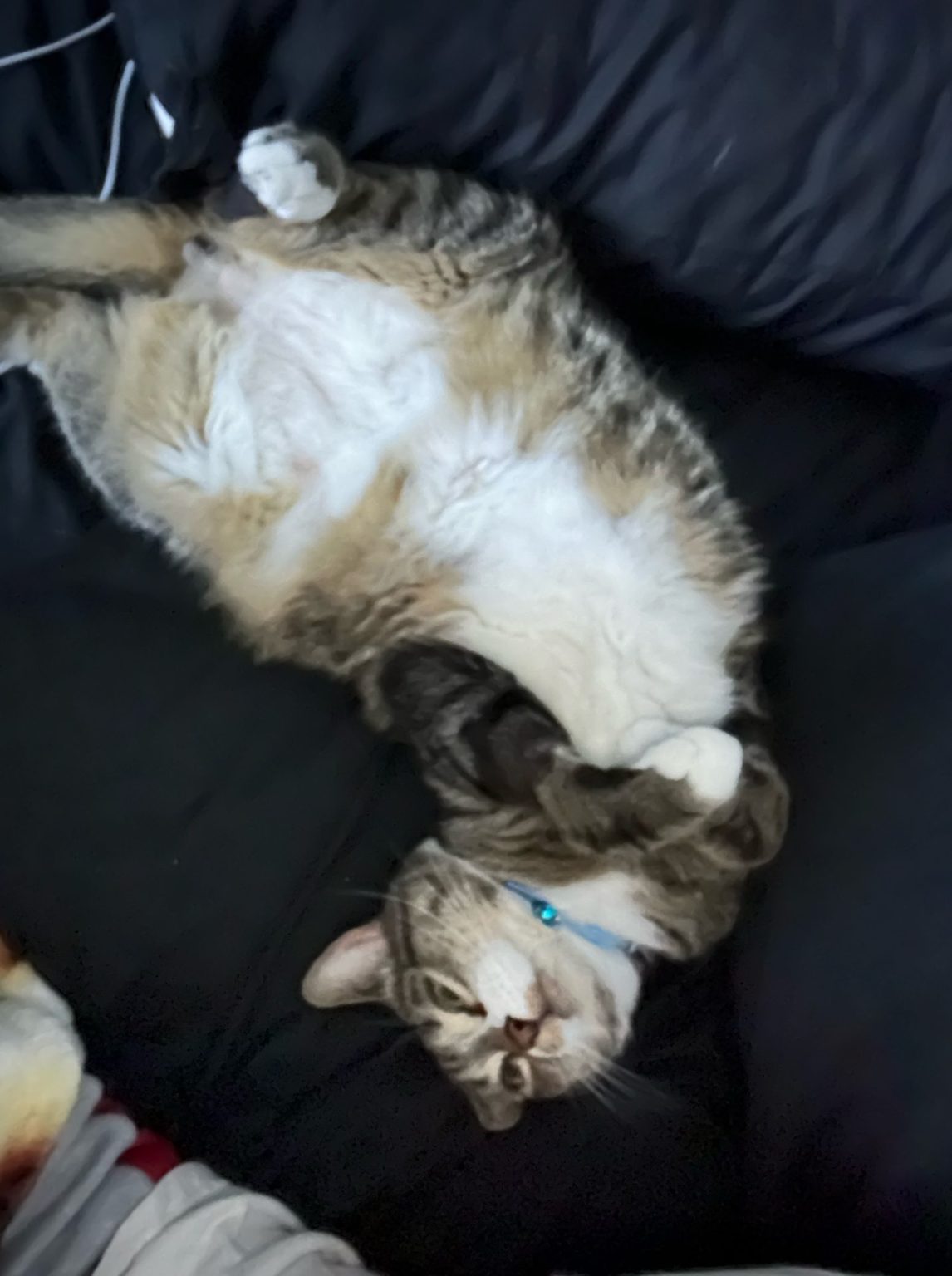 Courageous Charlie - Friends of the Fairfax County Animal Shelter